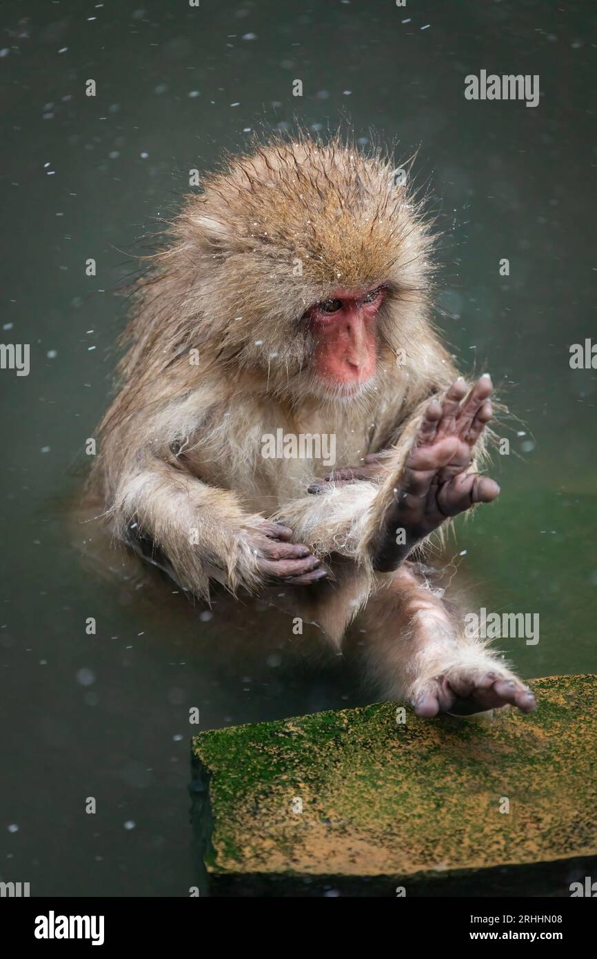 Snow Monkey (Japanese Macaque) inspecting its foot while bathing ...