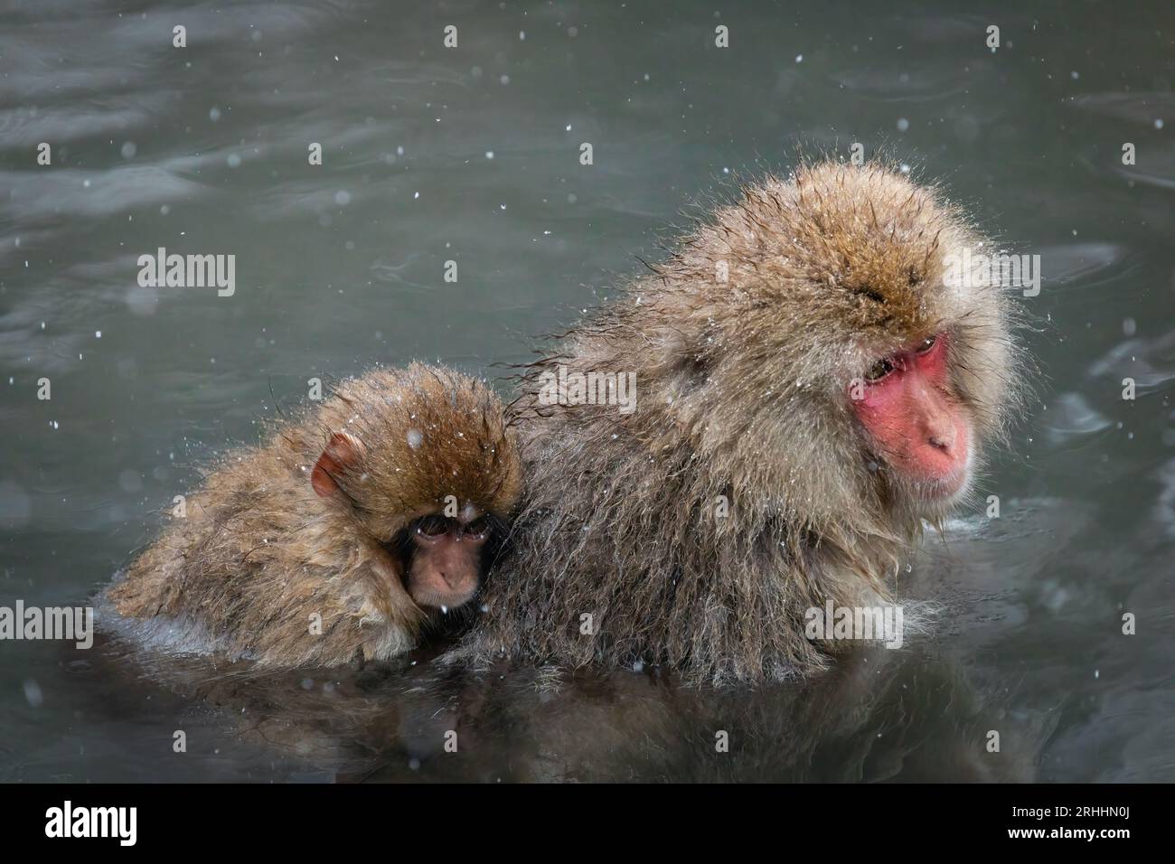 Mother and baby Snow Monkey (Japanese Macaque) in water, Jigokudani ...