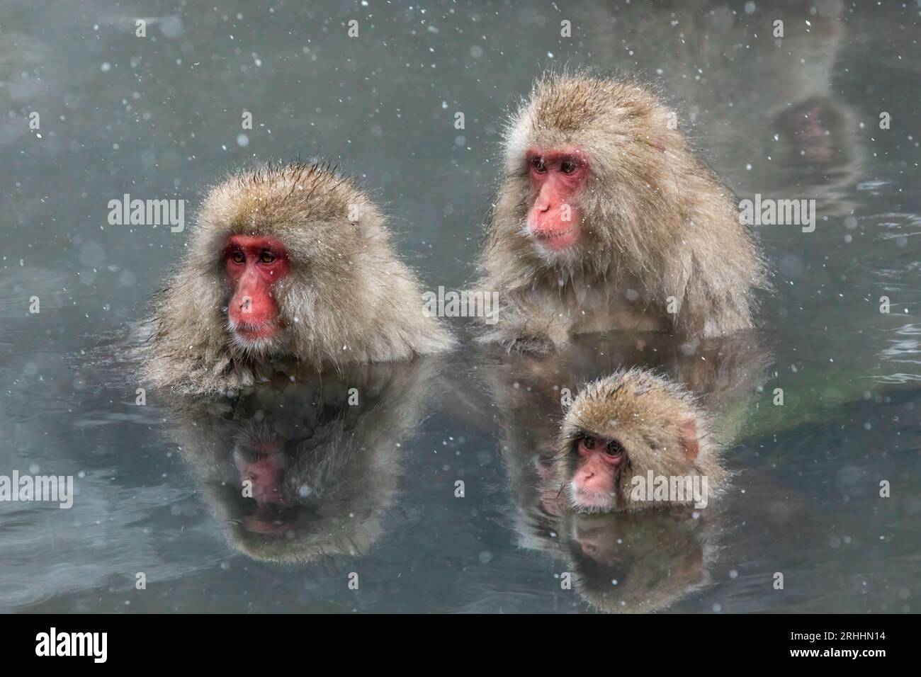 Three Snow Monkeys (Japanese Macaques) bathing in a snow shower, Jigokudani Monkey Park ...