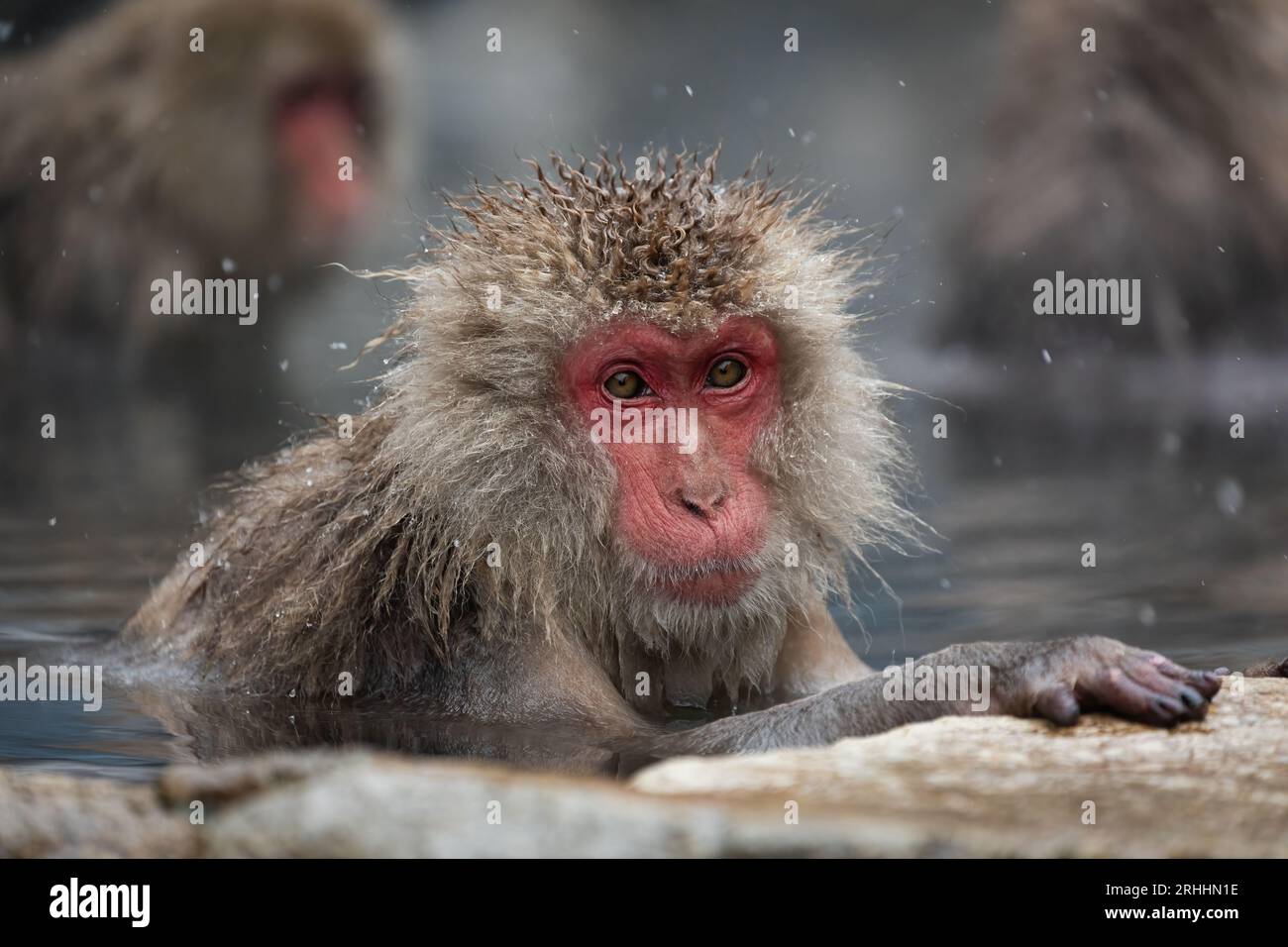 Snow Monkey (Japanese Macaque) resting on the edge of a pool ...