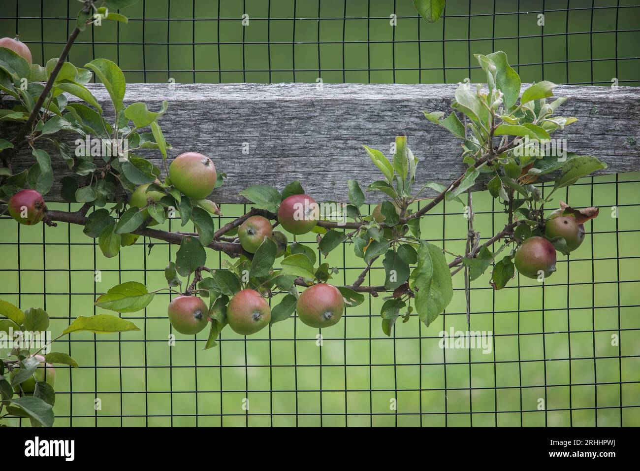 Fence tree tree brunch hi-res stock photography and images - Alamy