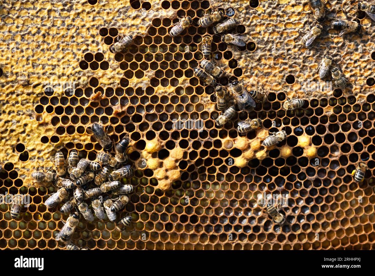 Honeybees on honeycombs hi-res stock photography and images - Alamy