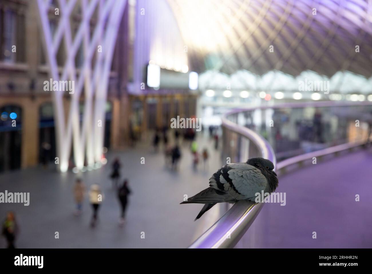 A pigeon rests on a railing person as people walk underneath at a quiet ...