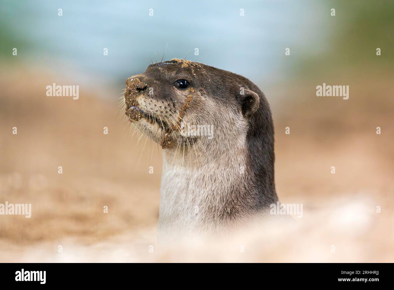 A smooth coated otter emerges from the entrance to its riverbank holt ...
