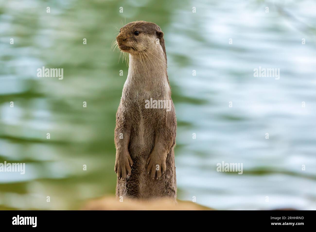 An alert smooth coated otter stands on its rear legs to assess any ...