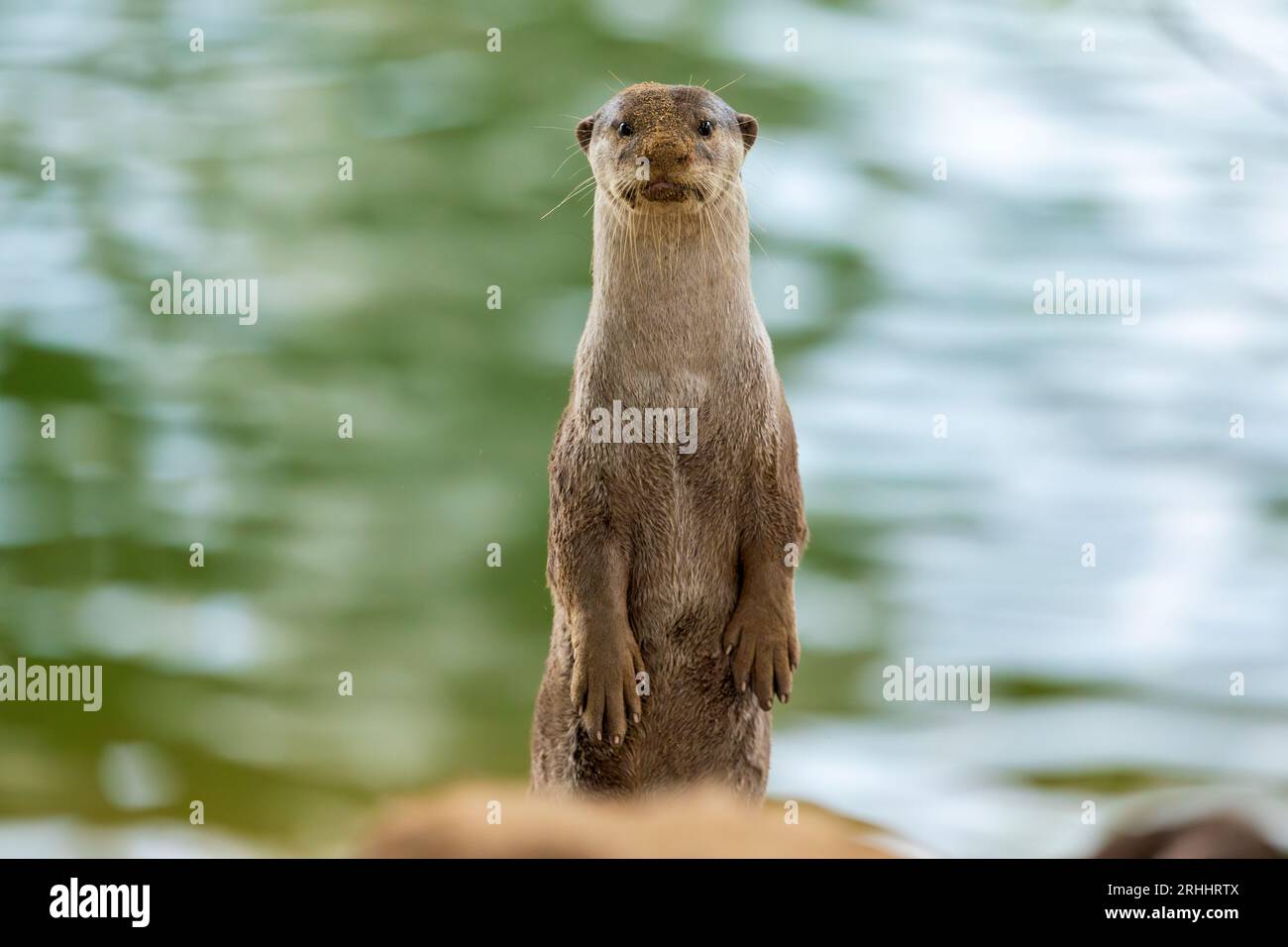 An alert smooth coated otter stands on its rear legs to assess any ...