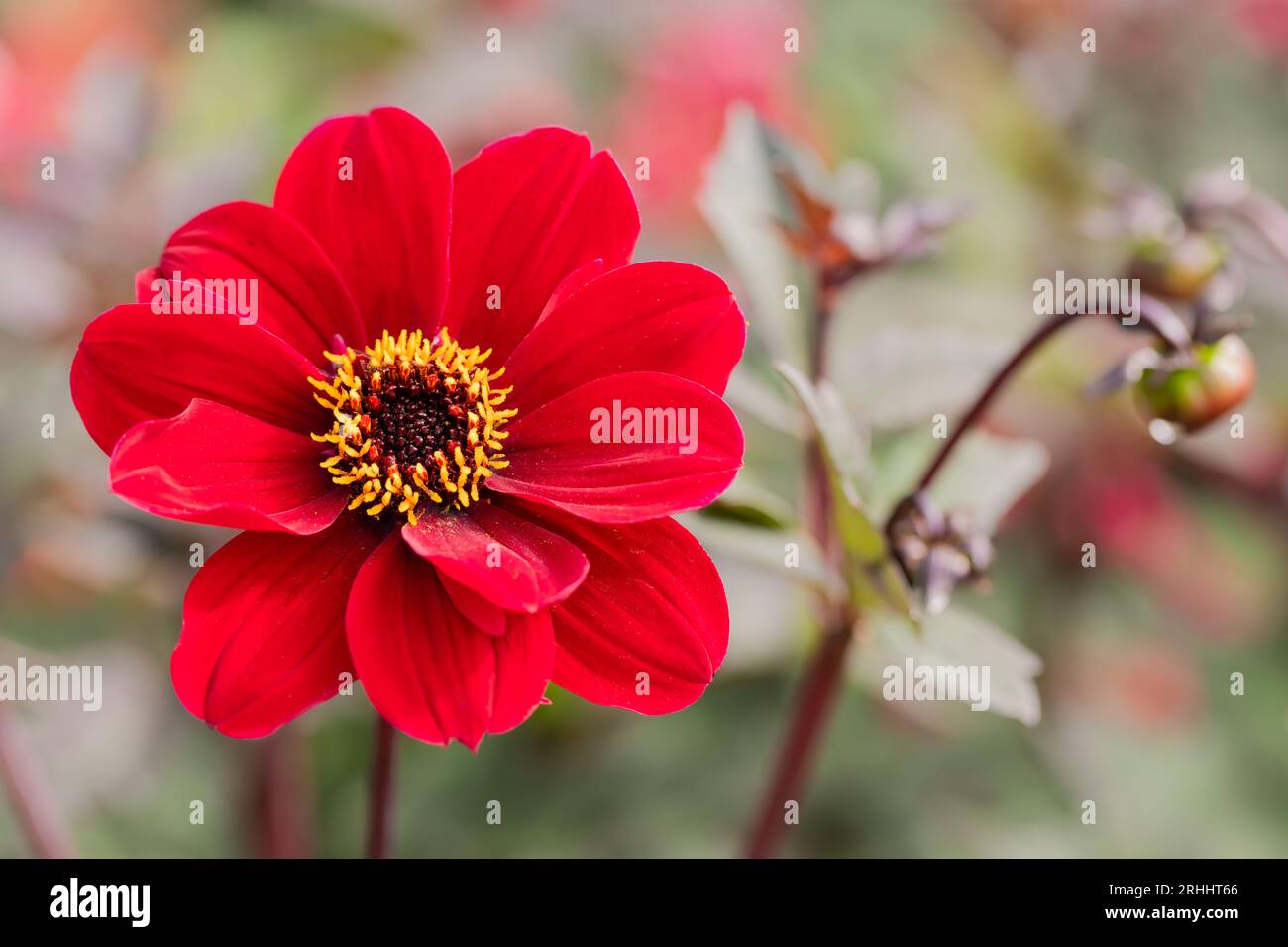 Red Dahlia flower Stock Photo - Alamy
