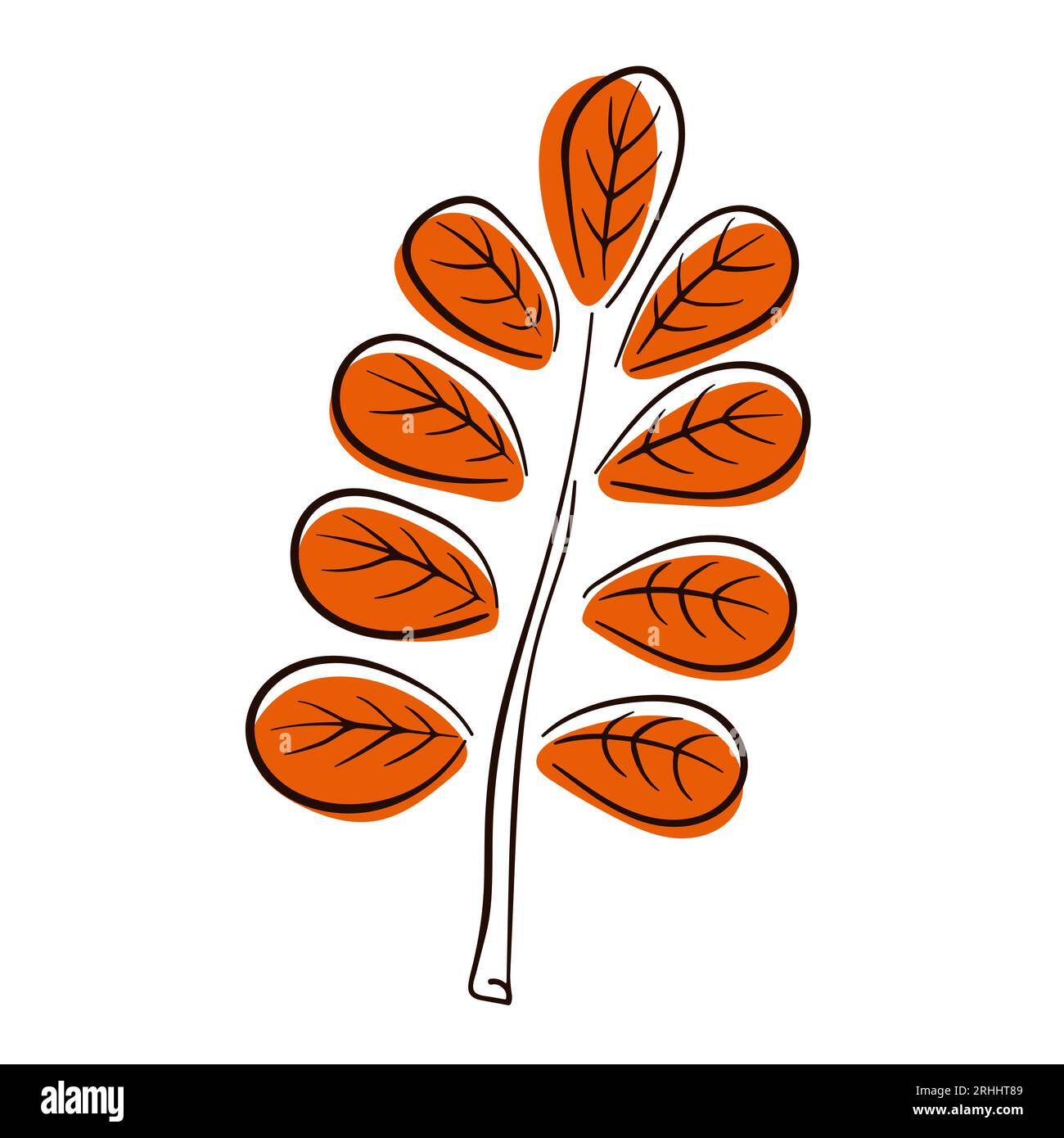 Acacia Leaves Vector