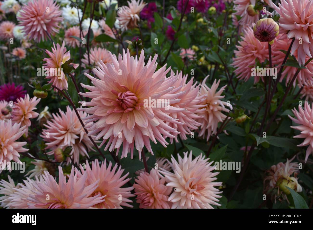 Spikey dahlias hi-res stock photography and images - Alamy