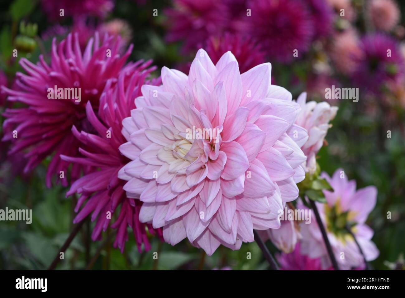 Big dahlias hi-res stock photography and images - Alamy
