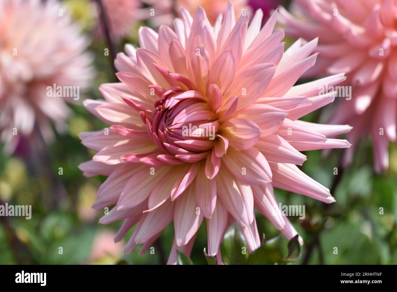 Dahlias structure hi-res stock photography and images - Alamy