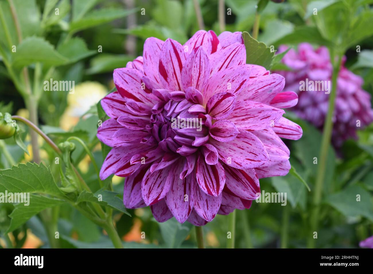 Dahlias structure hi-res stock photography and images - Alamy