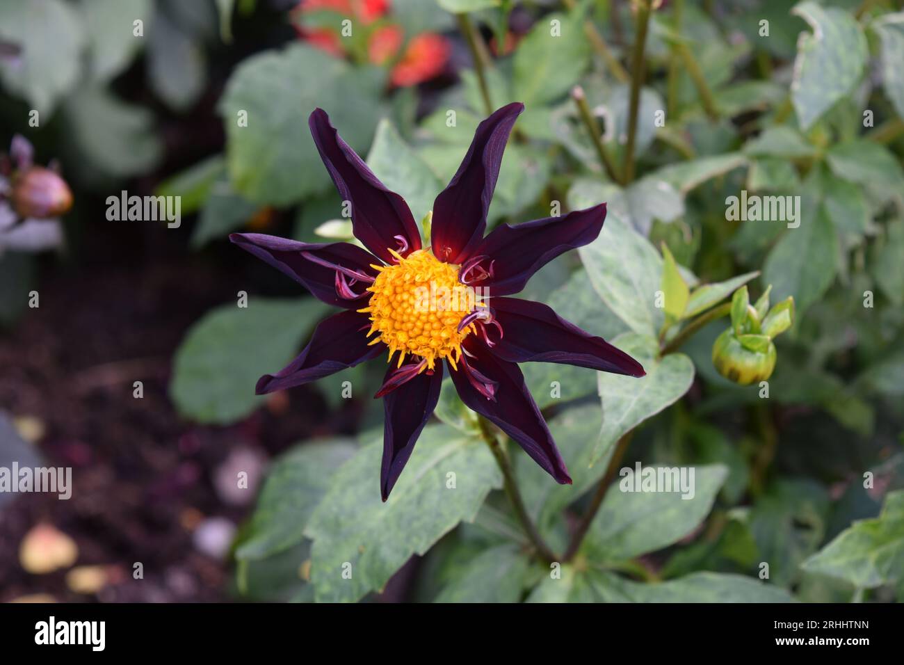 Dahlia with dark purple foliage hi-res stock photography and images - Alamy