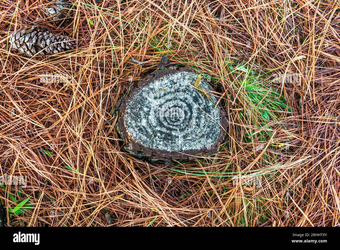 Tree rings from a cut trunk of a Pinus taeda pine tree at Ronda ...
