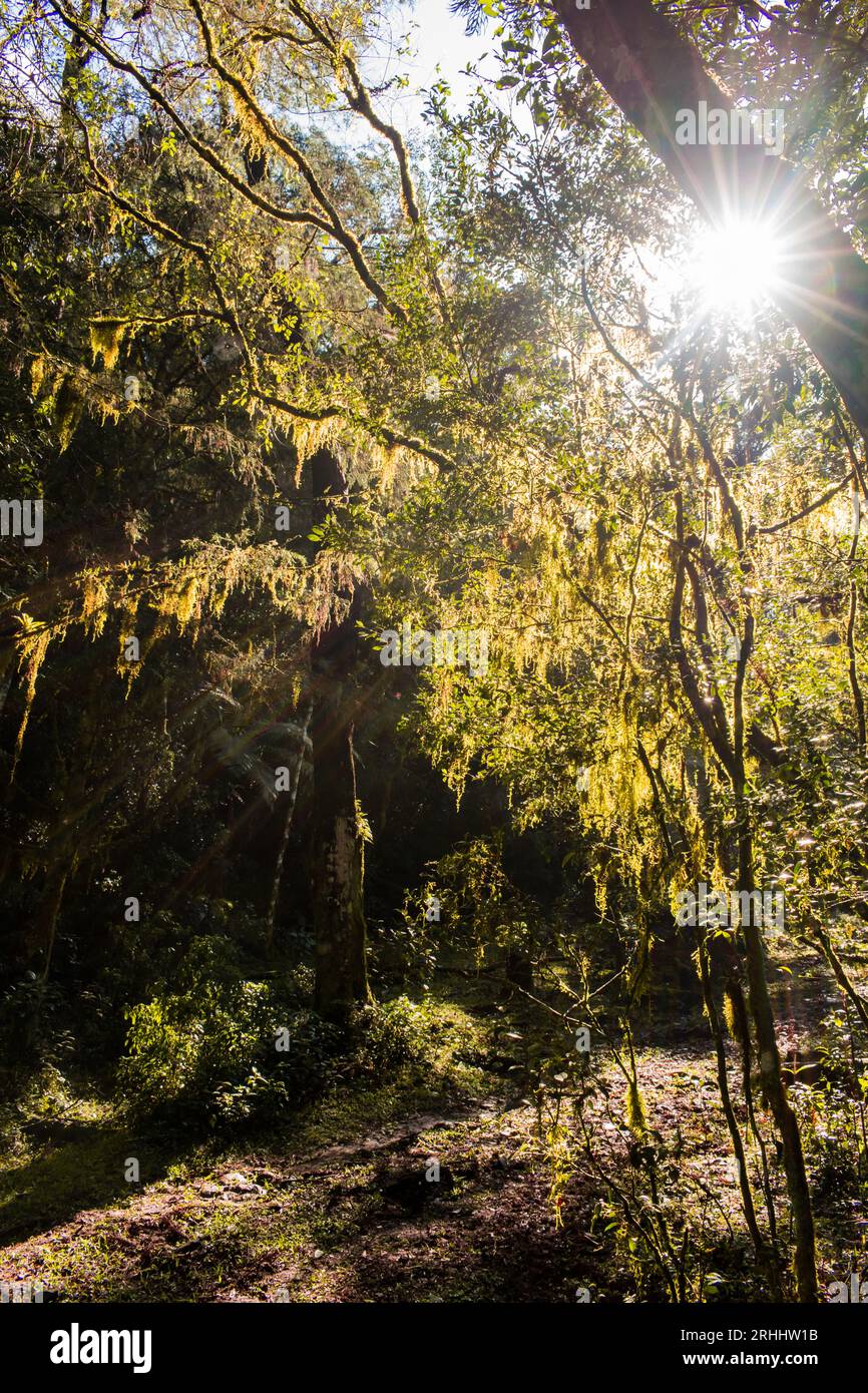 Sun shining through beautiful hiking path in an Araucaria moist forest ...