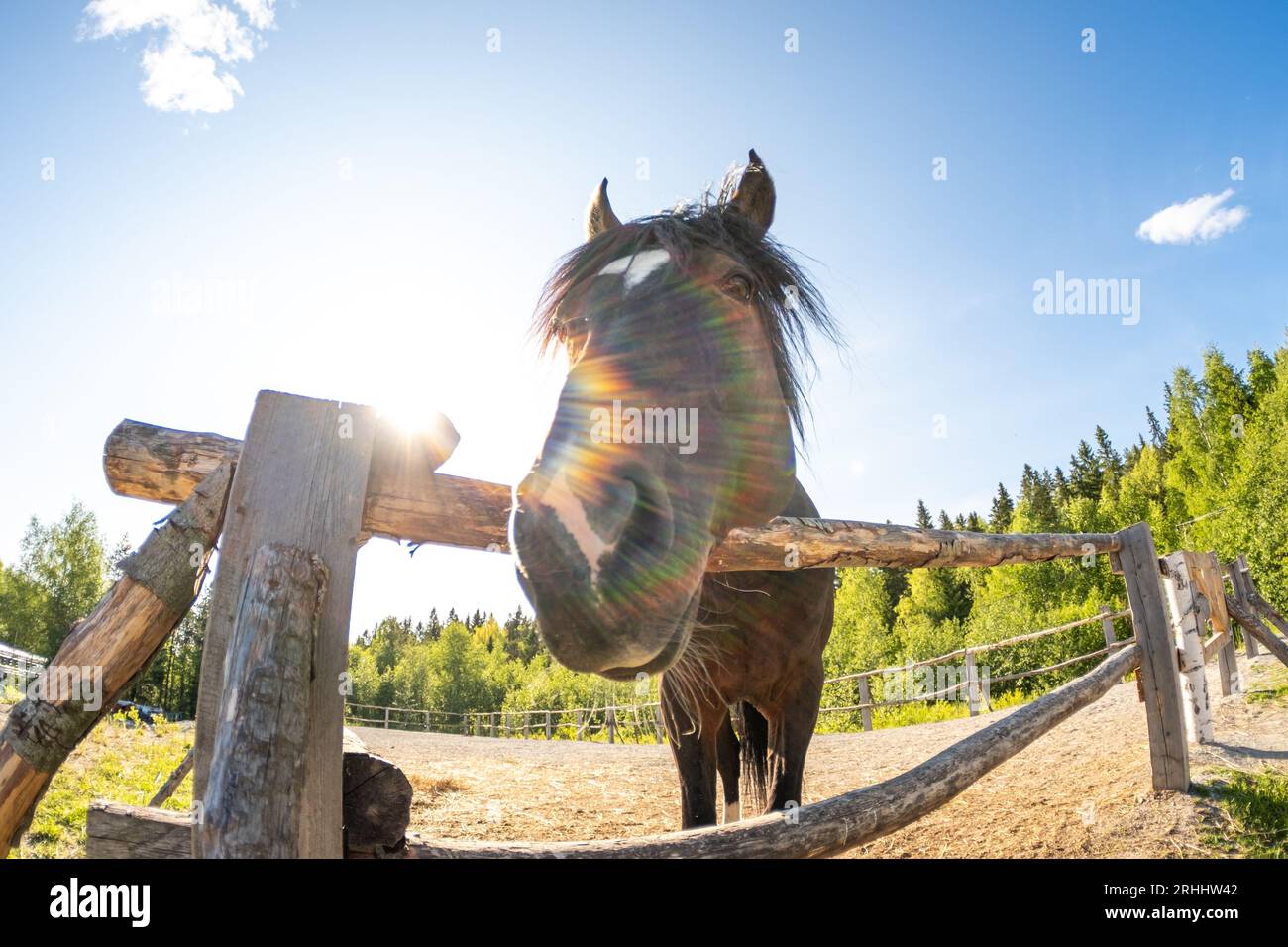 Racecourse concept. Modern animal livestock. Brown horse stallions in ...