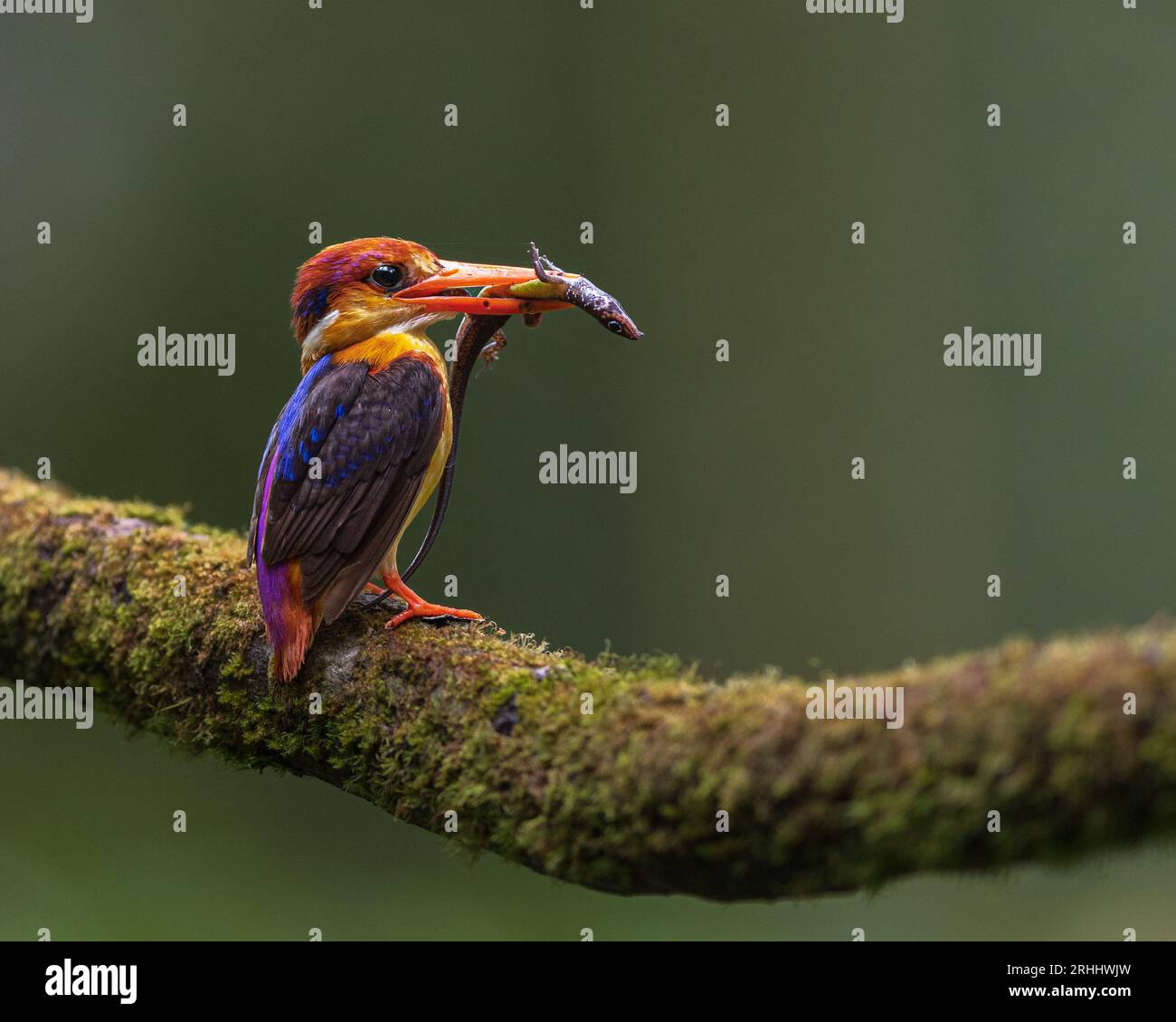 Gecko in its mouth. SRI LANKA: STUNNING images show a dwarf kingfisher ...