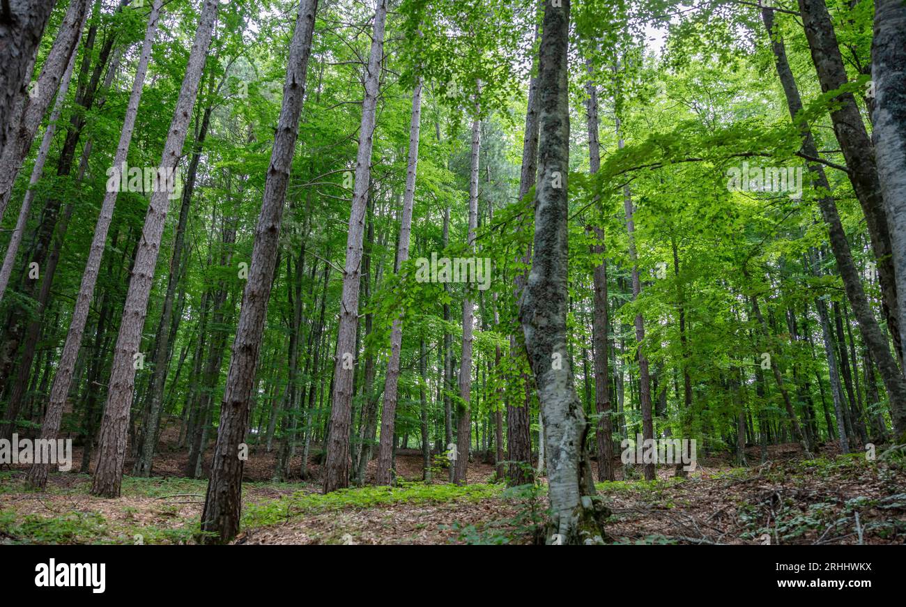 Beech tree in forest background. Dense nature landscape, variety of fir ...