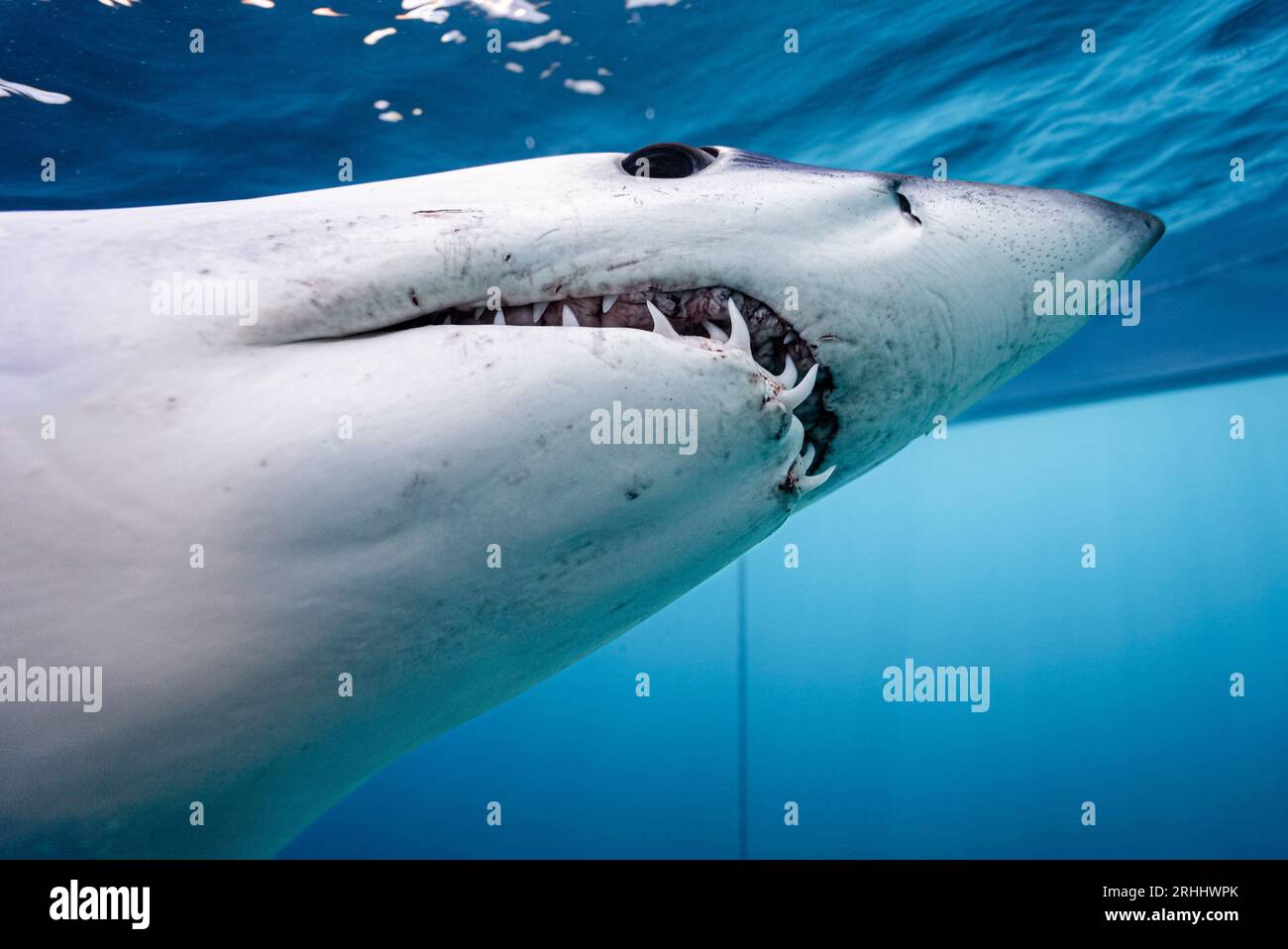 A smile from below. CABO SANN LUCAS, MEXICO: STUNNING images of a mako ...