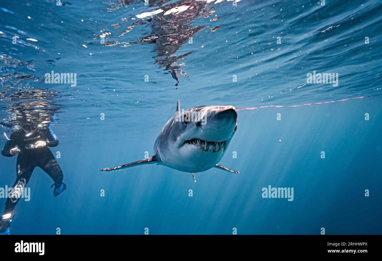 72-inch mako shark. CABO SANN LUCAS, MEXICO: STUNNING images of a mako ...