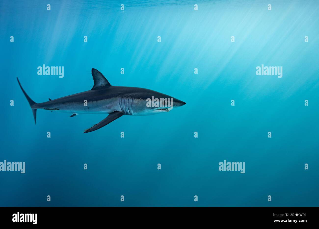 A mako shark from a distance. CABO SANN LUCAS, MEXICO: STUNNING images ...