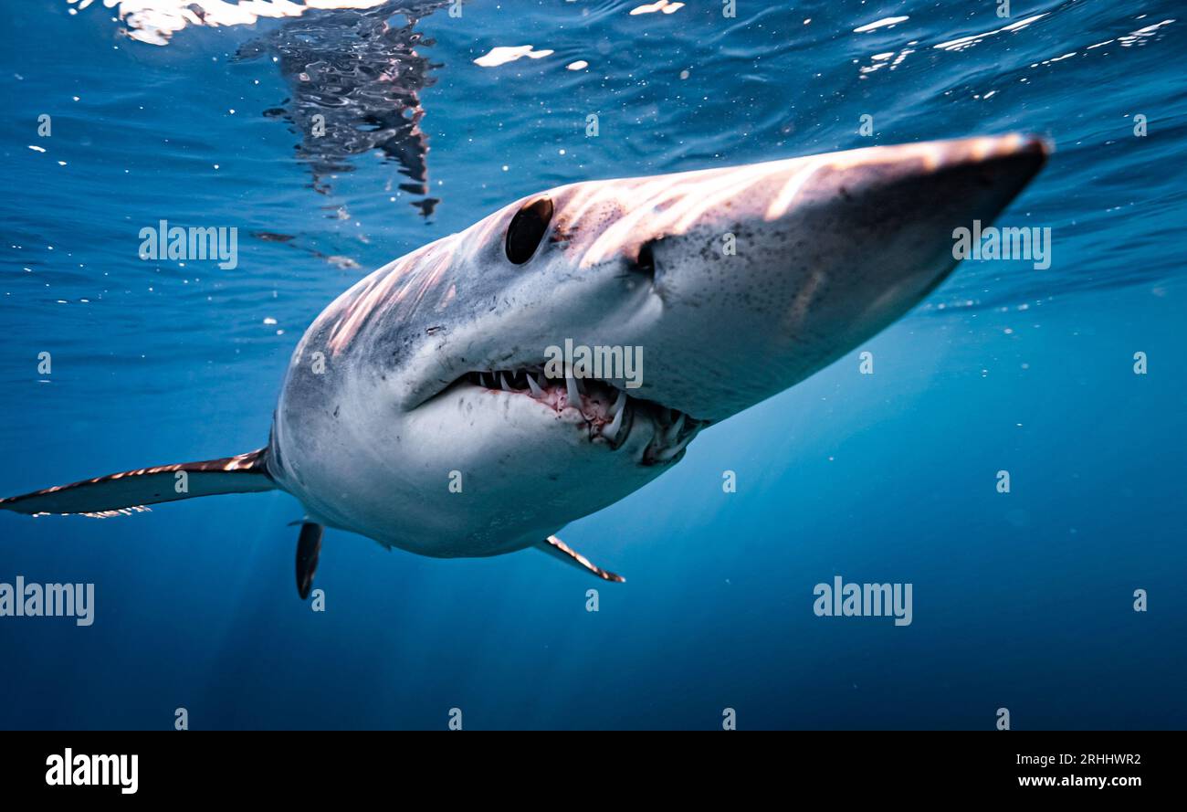 A toothy grin. CABO SANN LUCAS, MEXICO: STUNNING images of a mako shark ...
