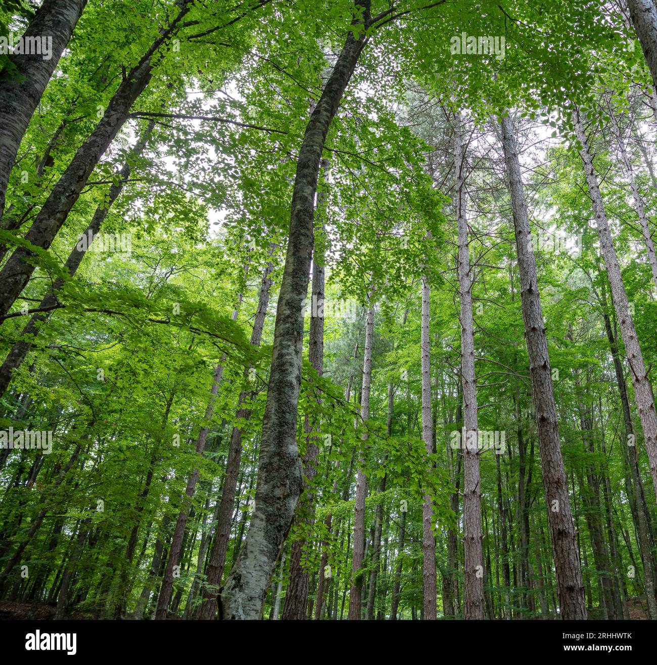 Beech tree in forest background. Dense nature landscape, variety of fir ...