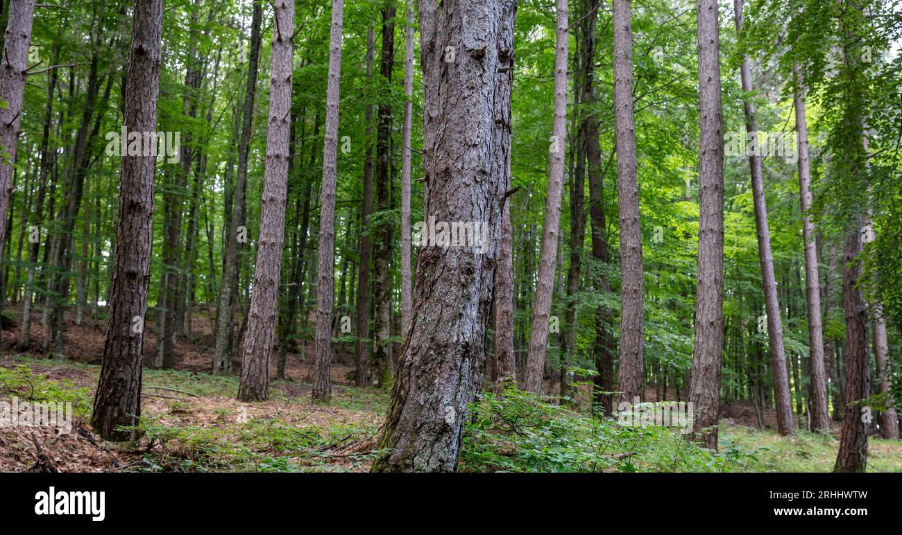 Beech tree brown trunk in soil of forest with lush foliage on green and ...