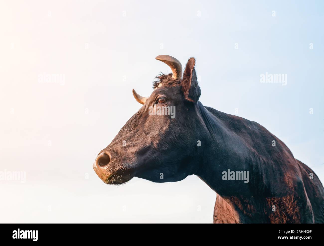 Portrait of a cow, head turned to the left Stock Photo - Alamy