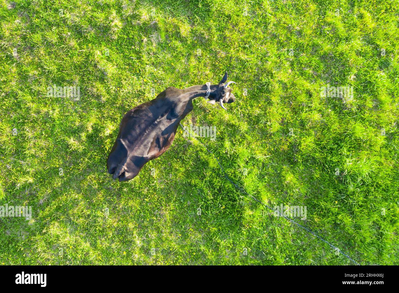 Lonely black cow grazes in the meadow, top view air aerial Stock Photo ...
