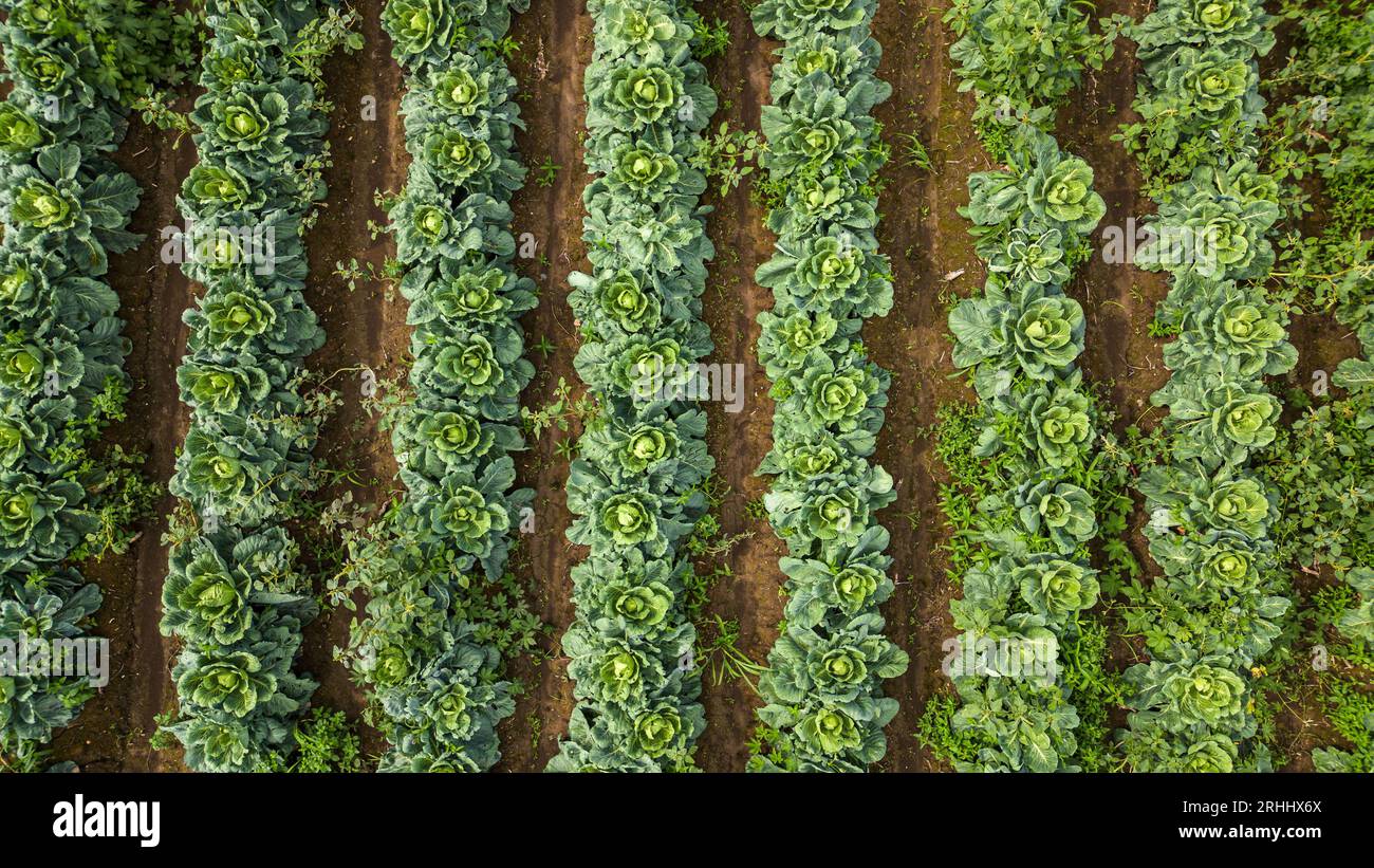 Aerial view of a field of cabbage. Agriculture Field Background Stock ...