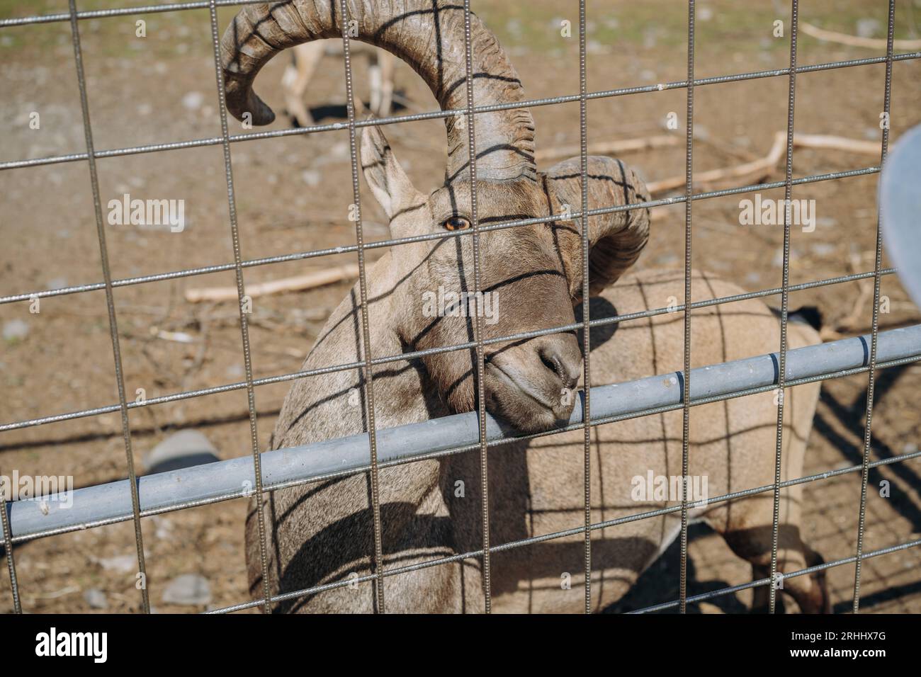 billy goat with big horns looking out from cage in karelian zoo. High ...