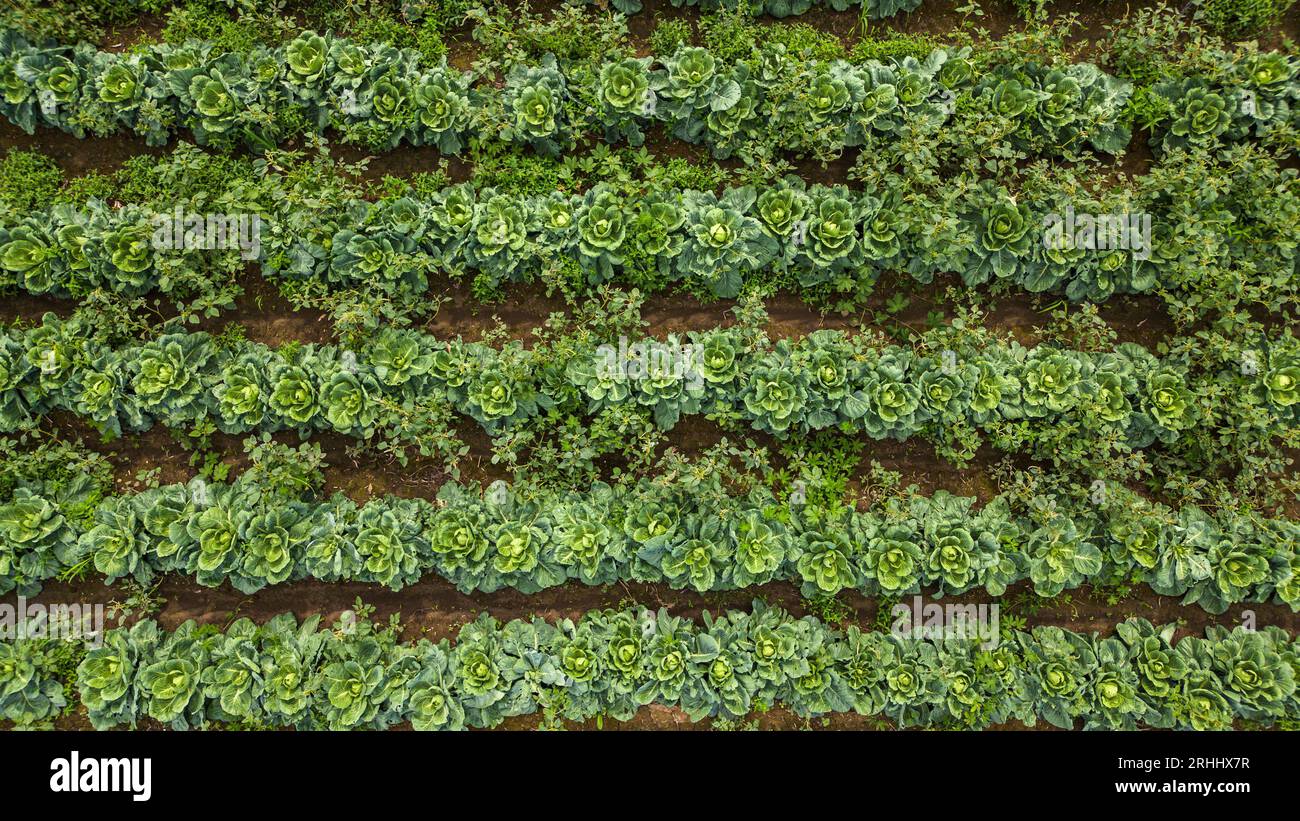 Aerial view of a field of cabbage. Agriculture Field Background Stock ...