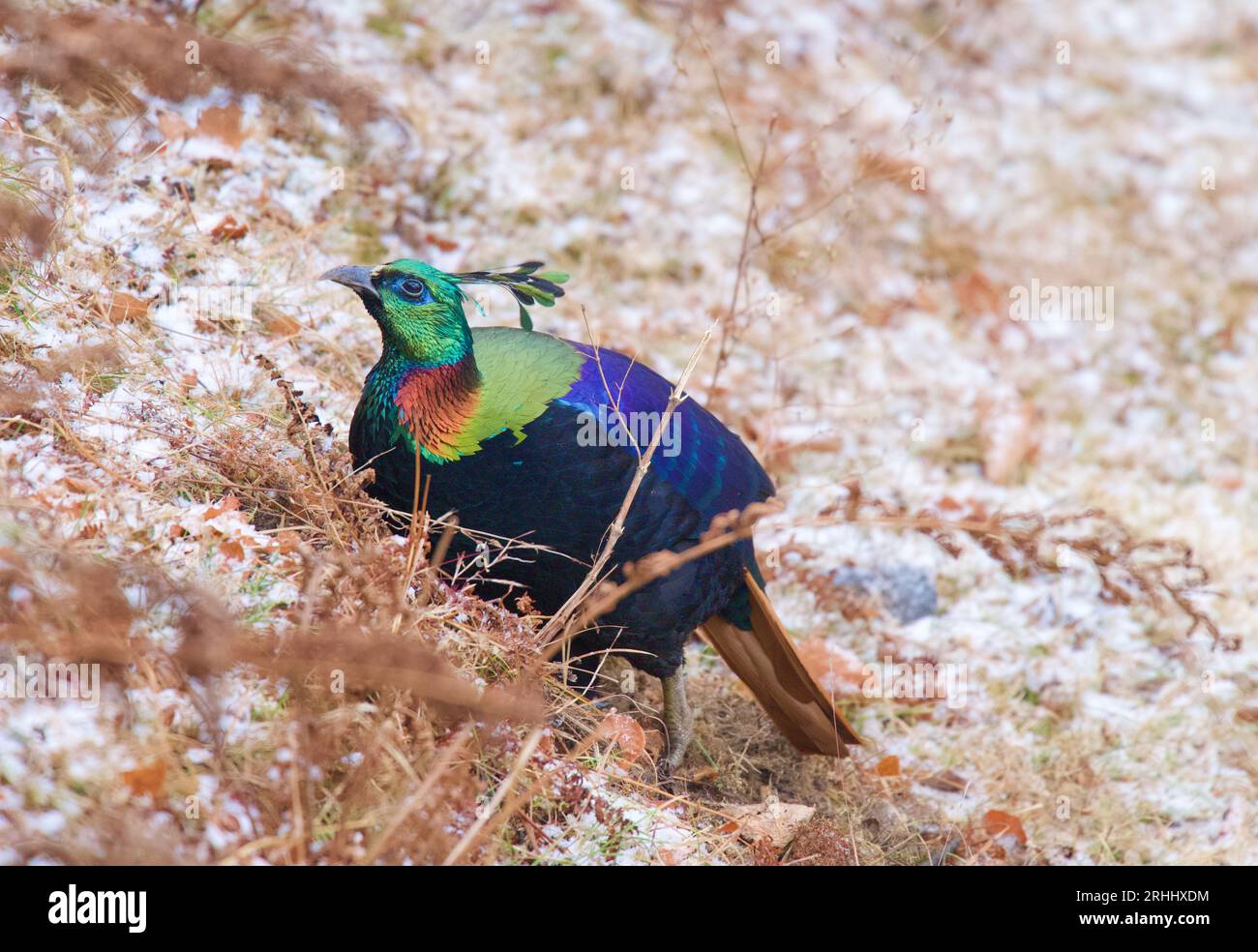 Himalayan Monal from chopta, uttarakhand Stock Photo - Alamy