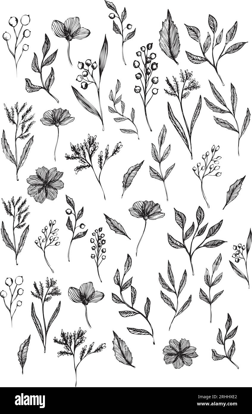 Botanical collection. Flowers, branches, and leaves. Set of vector hand ...
