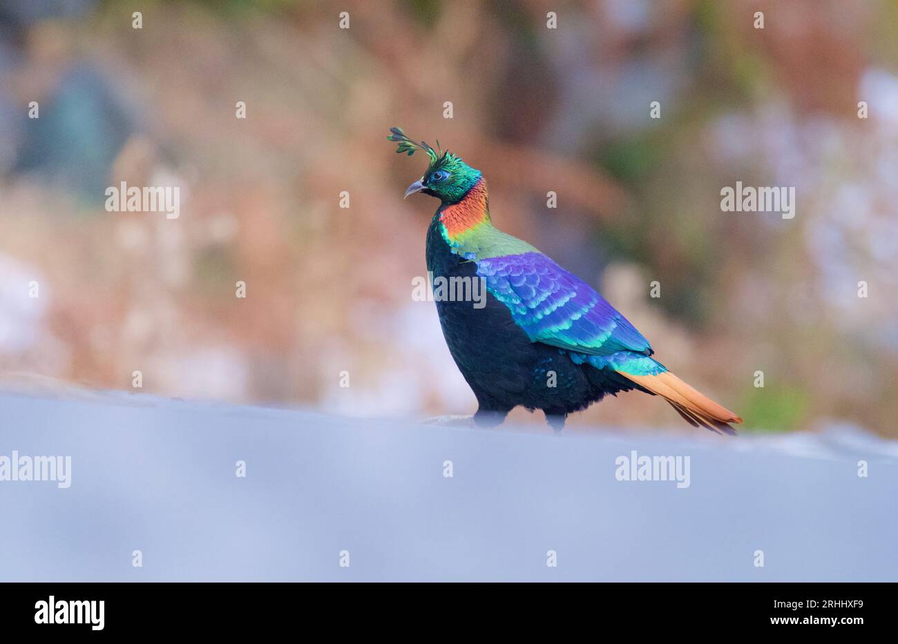 Himalayan Monal from chopta, uttarakhand Stock Photo - Alamy