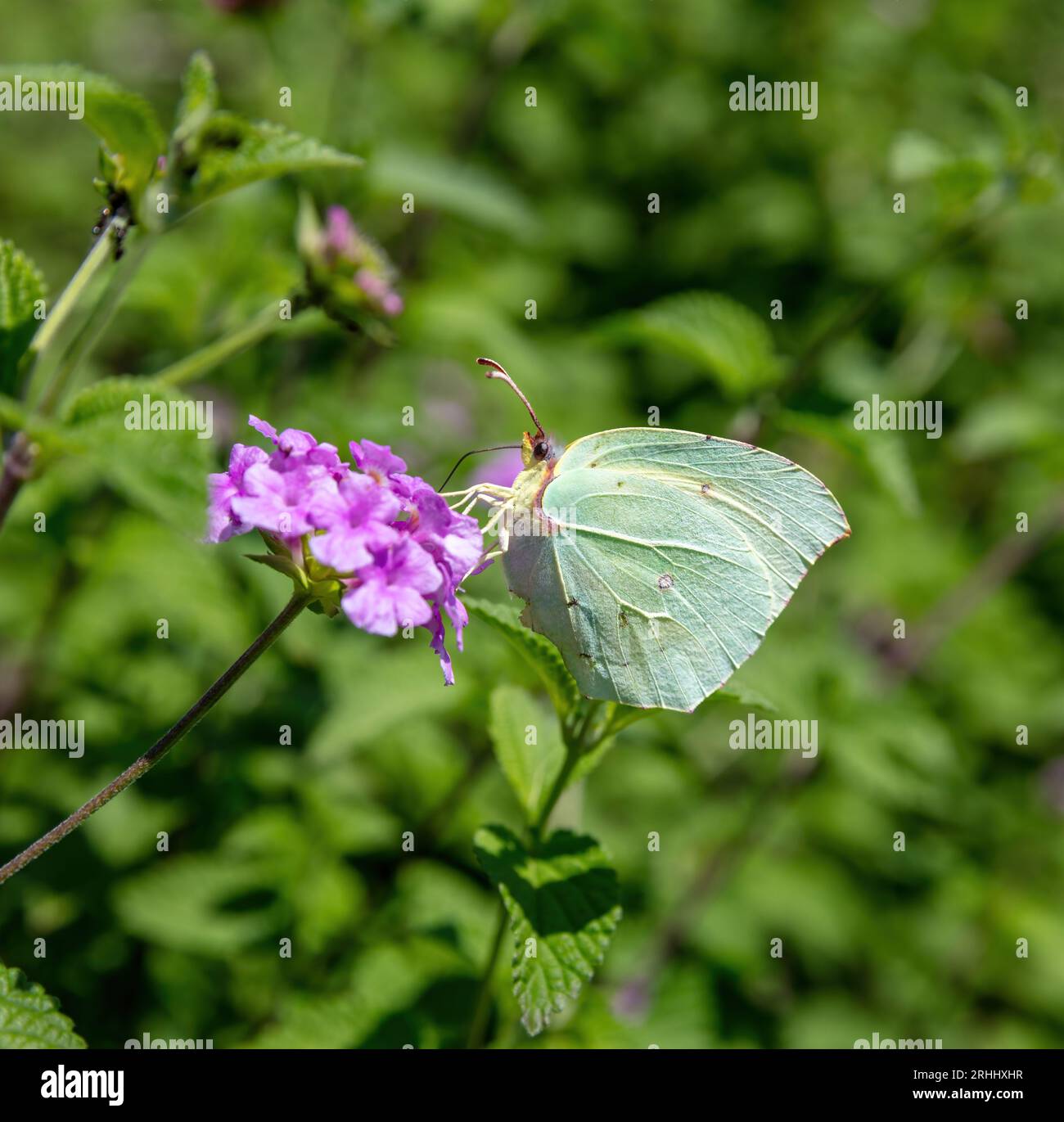 Gonepteryx Cleopatra light blue butterfly on purple blooming Lantana ...