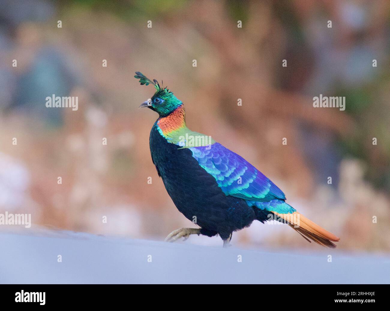 Himalayan Monal from chopta, uttarakhand Stock Photo - Alamy