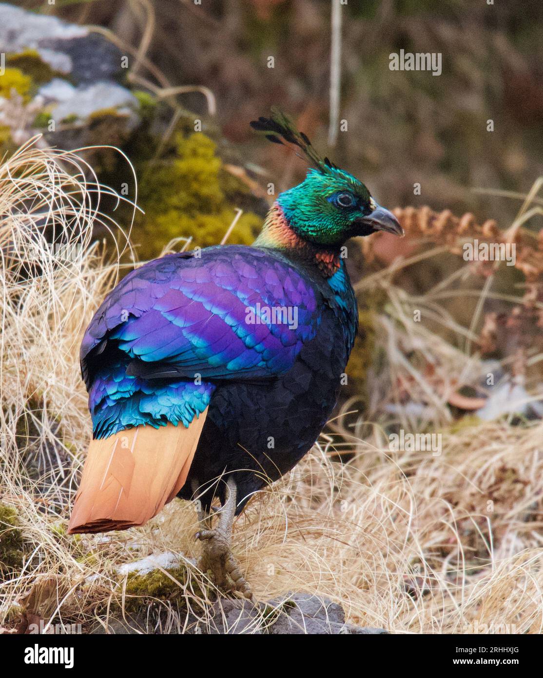 Himalayan Monal from chopta, uttarakhand Stock Photo - Alamy