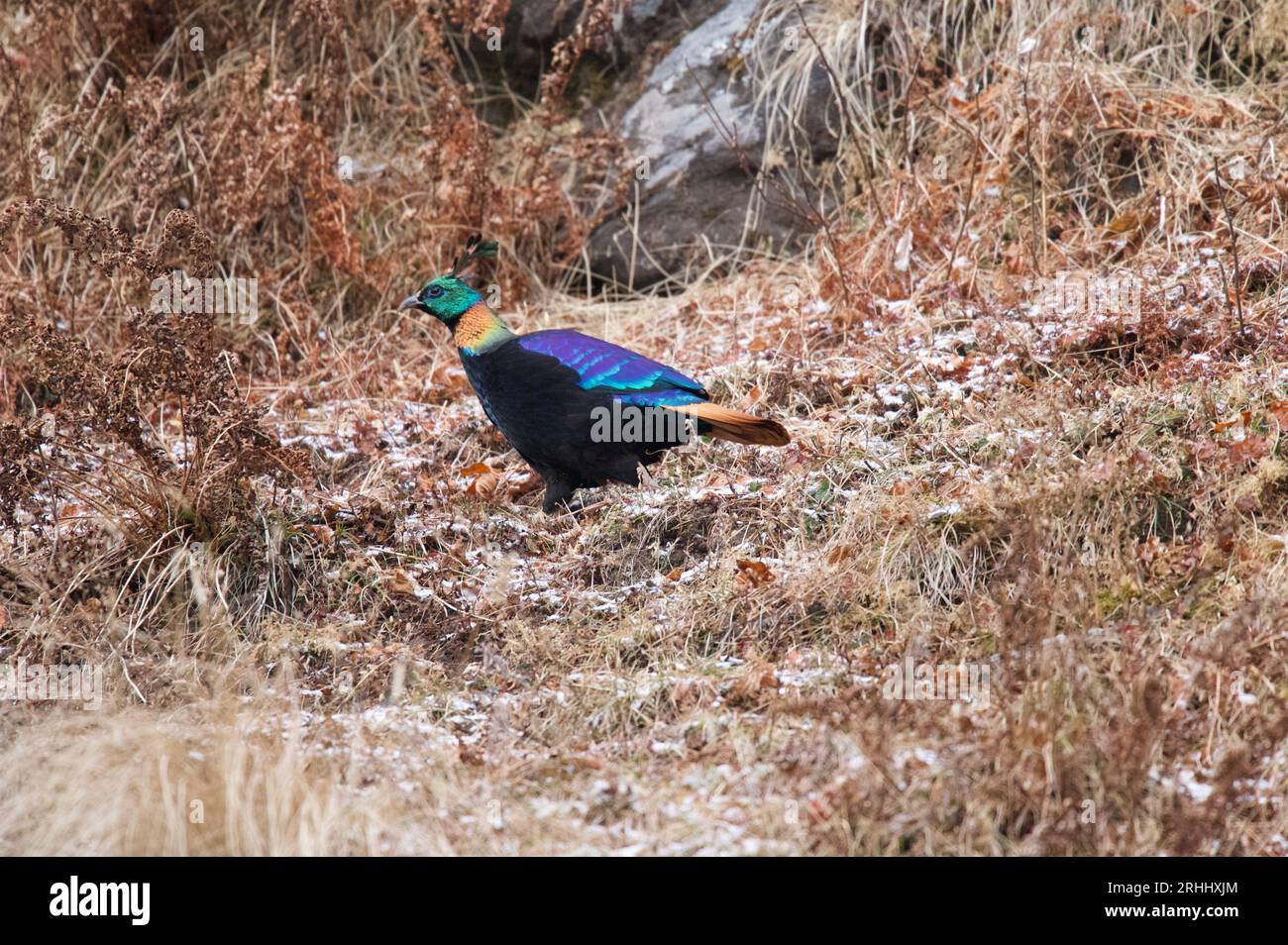 Himalayan Monal from chopta, uttarakhand Stock Photo - Alamy
