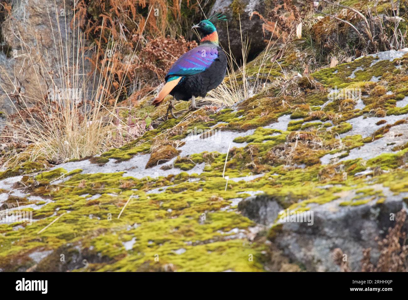 Himalayan Monal from chopta, uttarakhand Stock Photo - Alamy