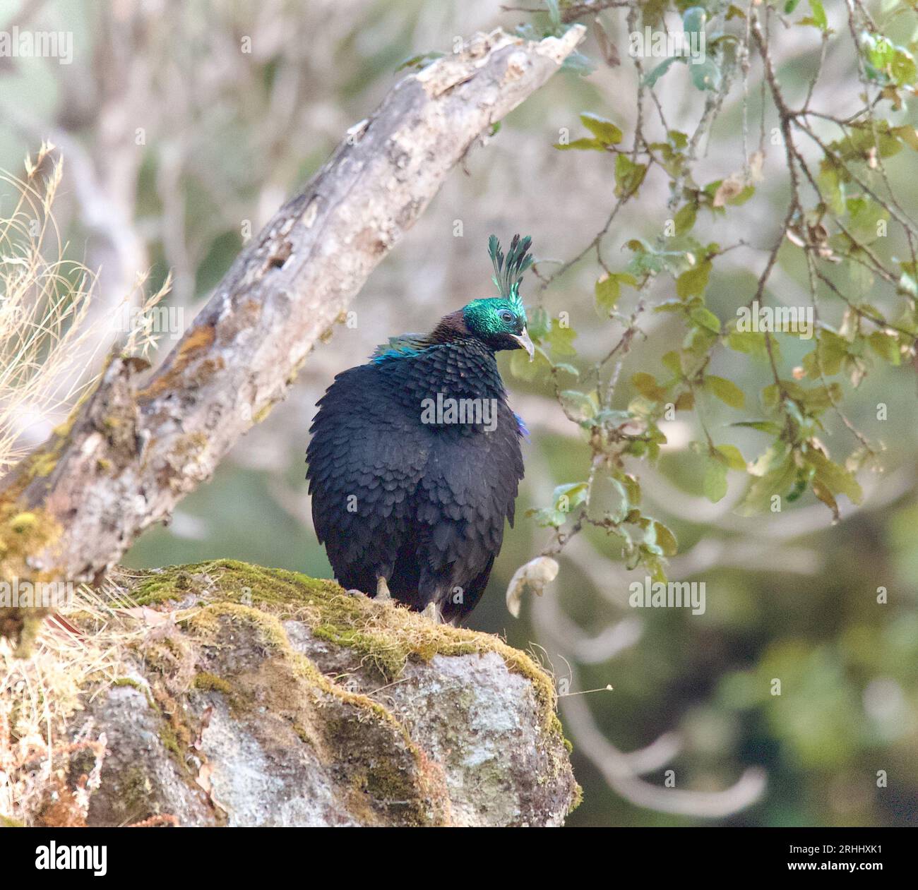 Himalayan Monal from chopta, uttarakhand Stock Photo - Alamy