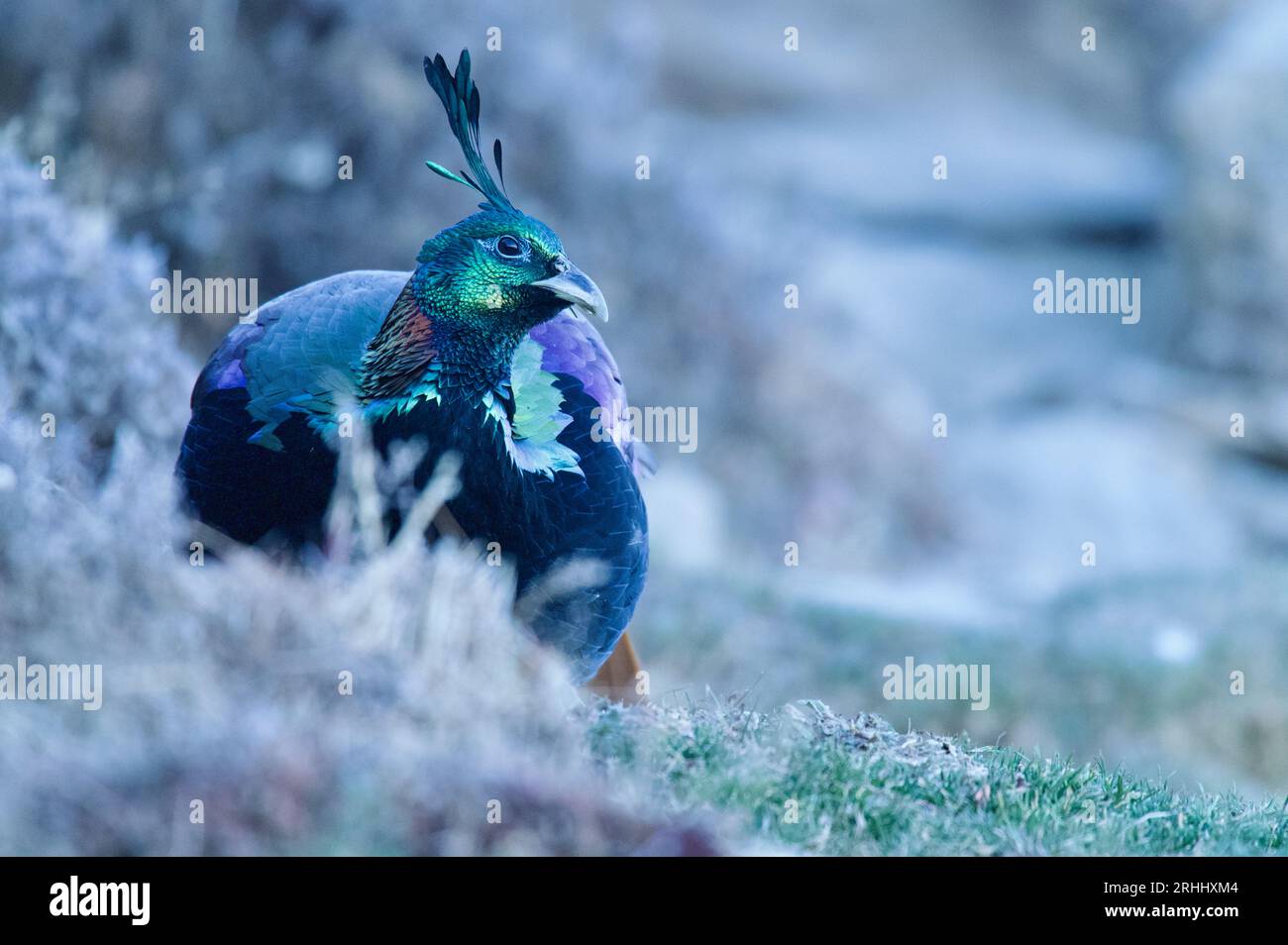 Himalayan Monal from chopta, uttarakhand Stock Photo - Alamy