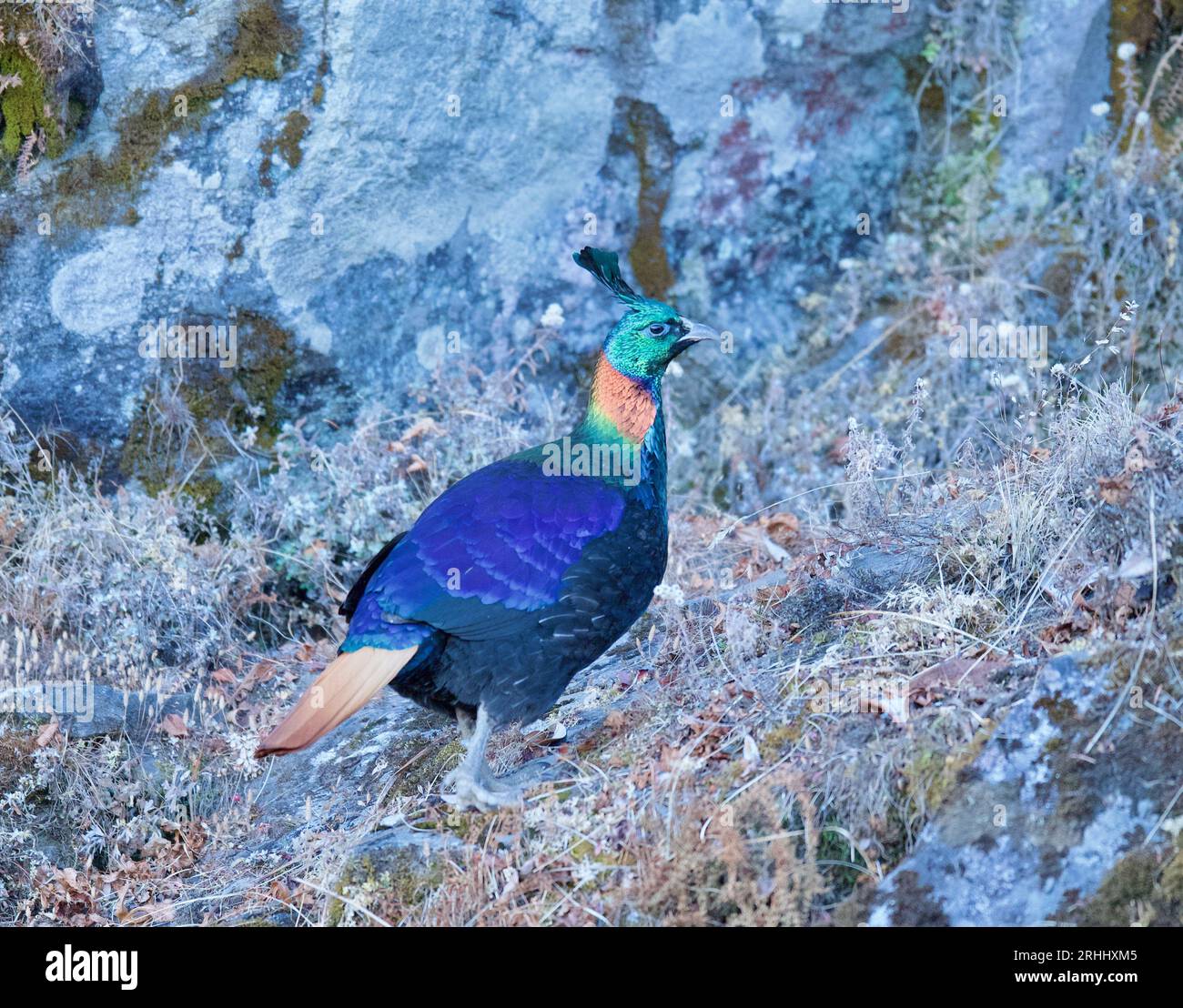 Himalayan Monal from chopta, uttarakhand Stock Photo - Alamy