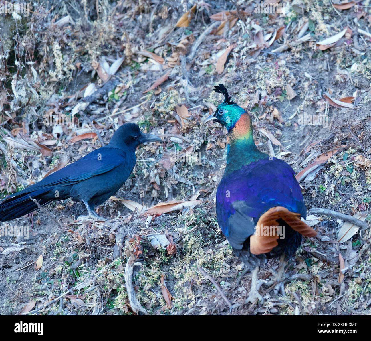 Himalayan Monal from chopta, uttarakhand Stock Photo - Alamy