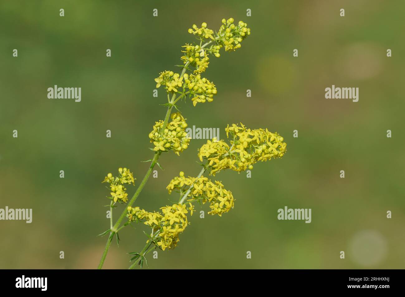 Closeup yellow flowers of lady's bedstraw, yellow bedstraw (Galium ...