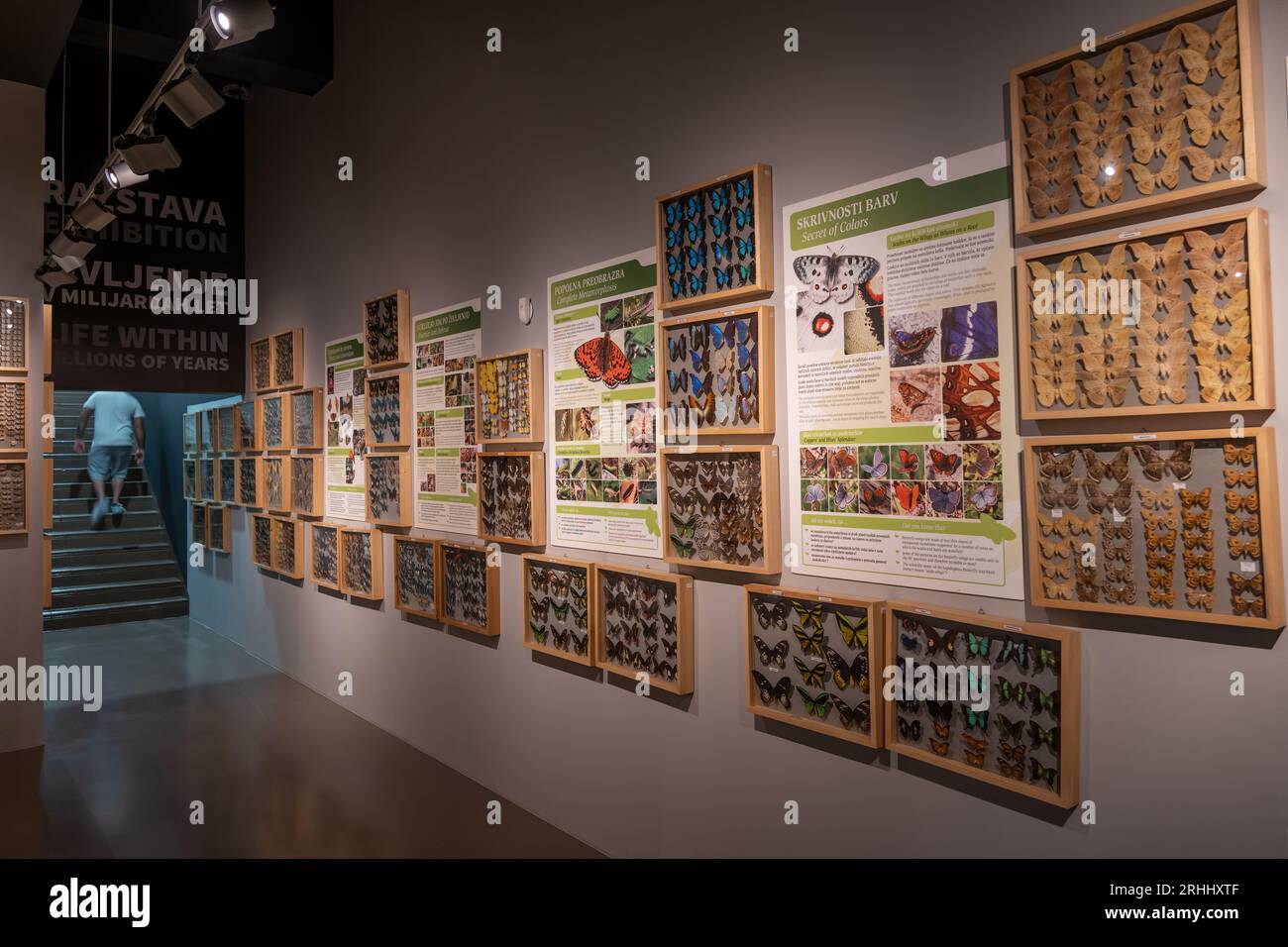 Butterfly exhibition hi-res stock photography and images - Alamy