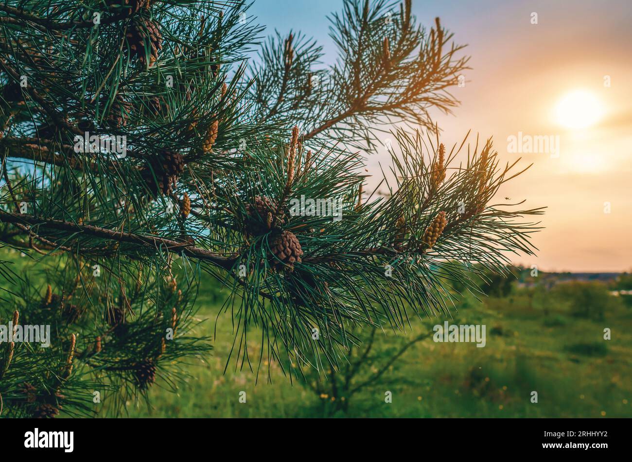 White pine pollen cone hi-res stock photography and images - Alamy
