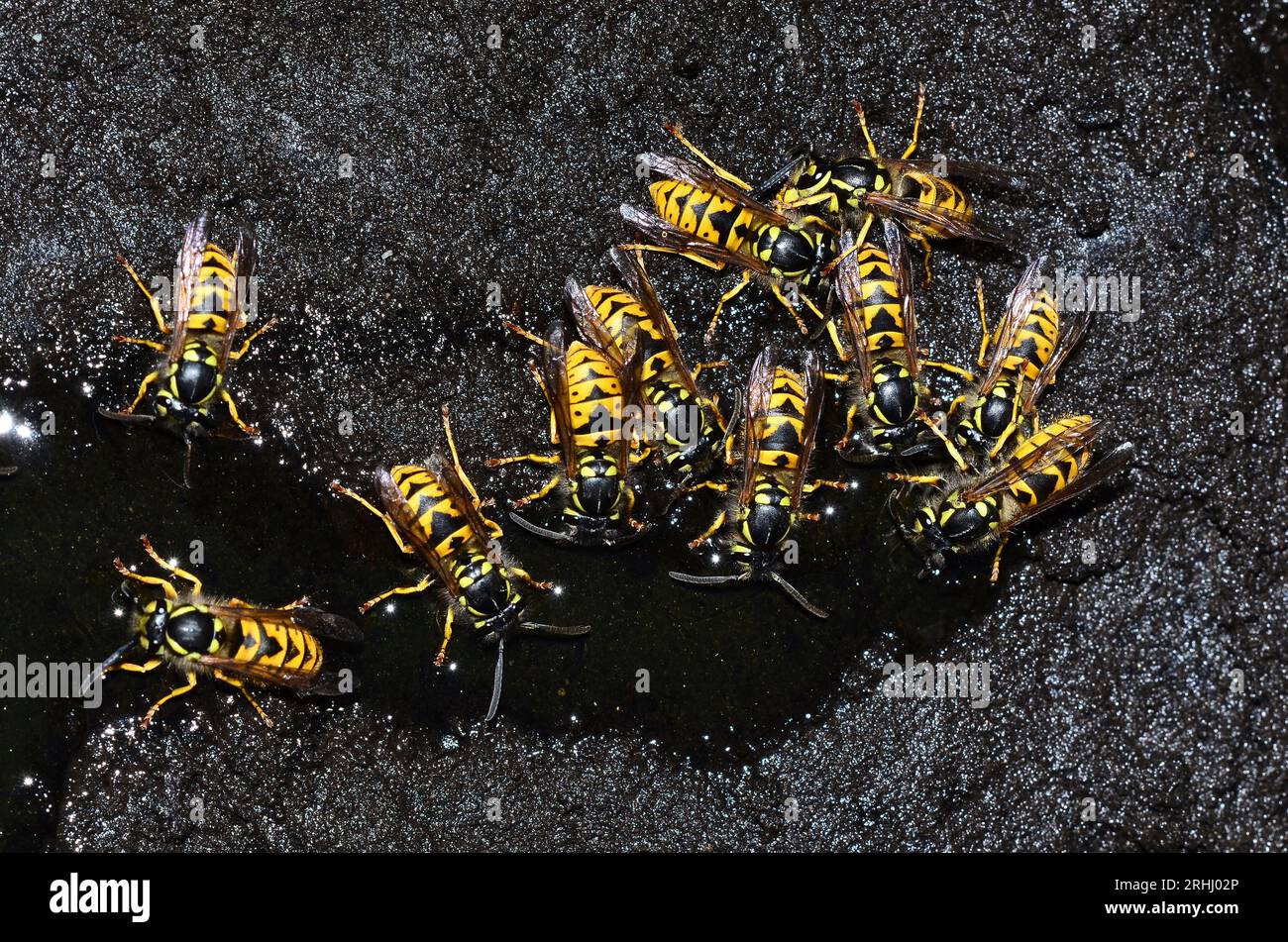 Active worker common wasps vespula Stock Photo - Alamy