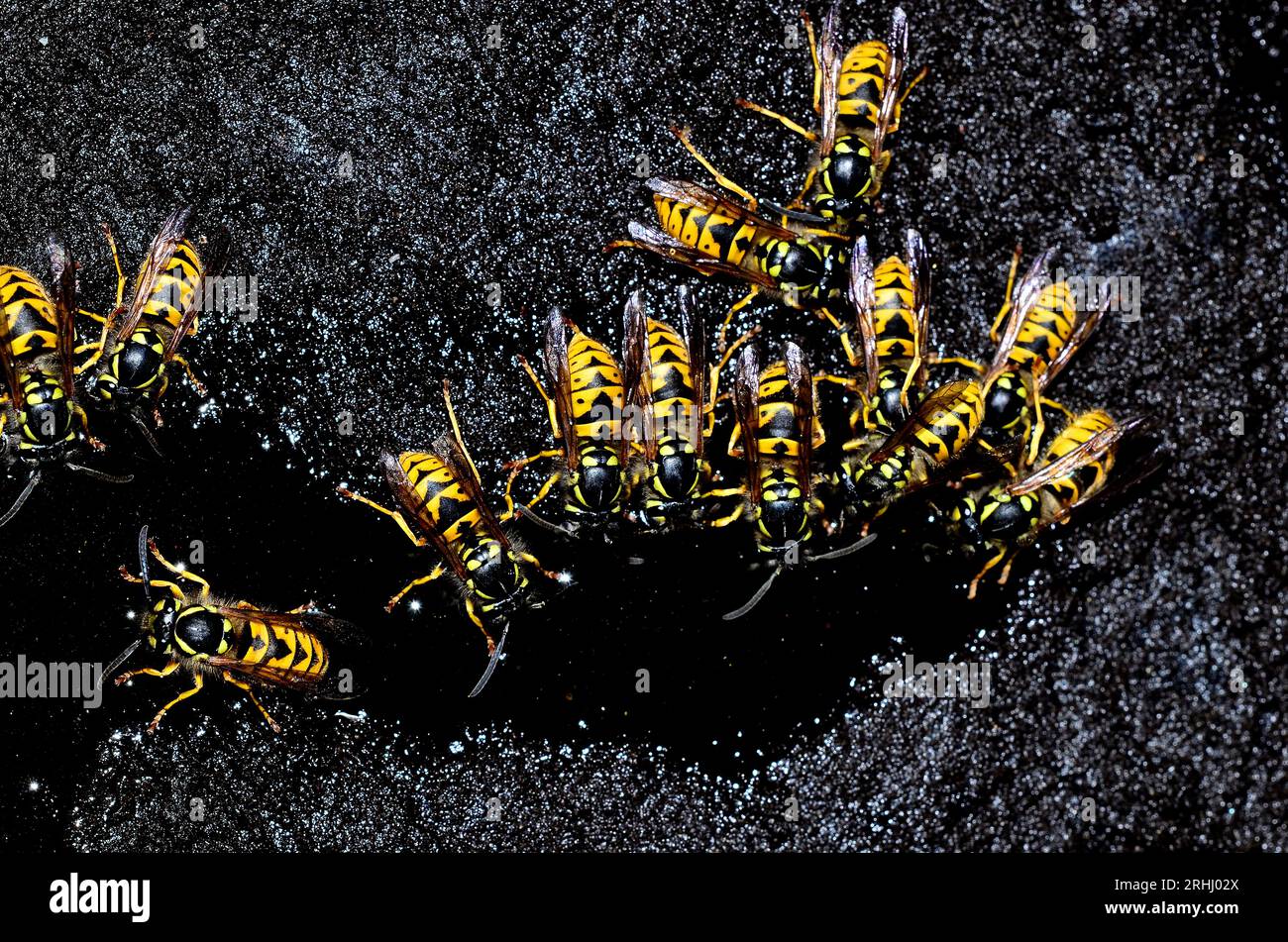 Active worker common wasps vespula Stock Photo - Alamy